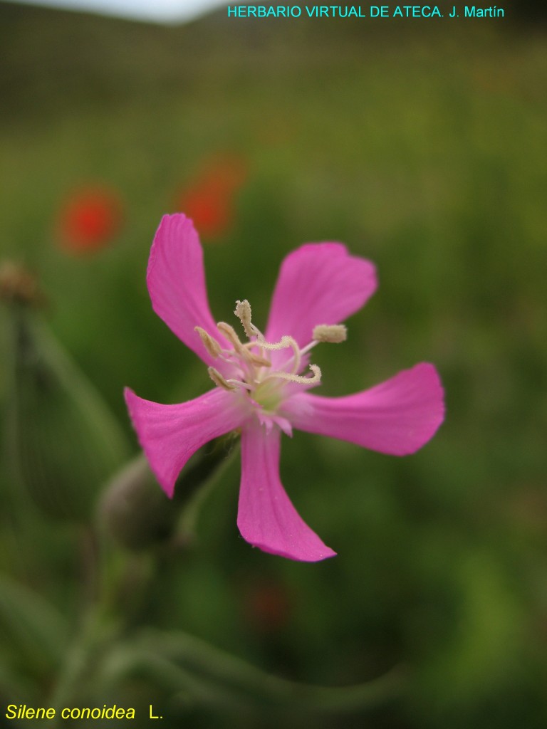 Flora silvestre de Ateca: Silene conoidea.