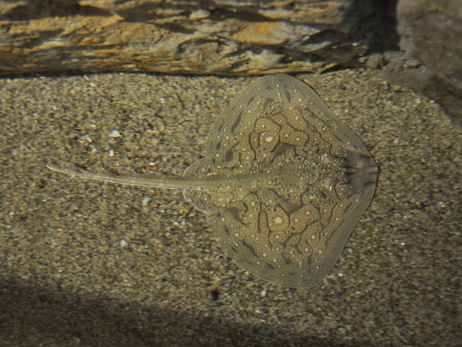ZOOTOGRAFIANDO (6.057 ANIMALS): RAYA MOSAICO / UNDULATE RAY (Raja undulata)