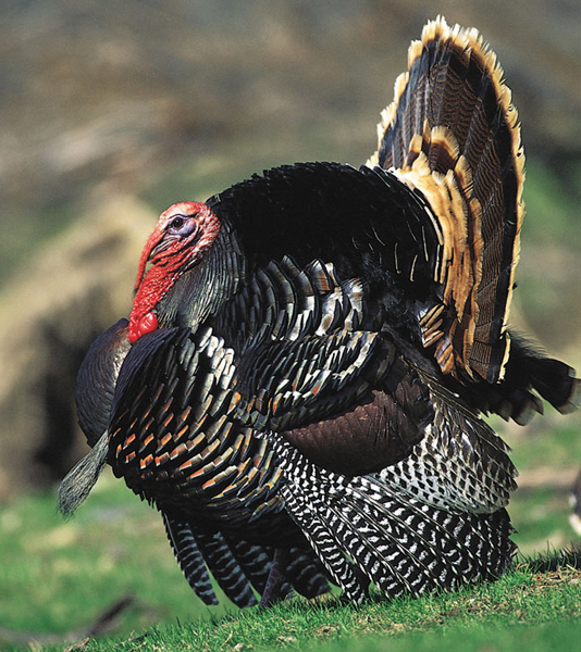 Mid America Live: Hunters check 18,788 turkeys during first week of season