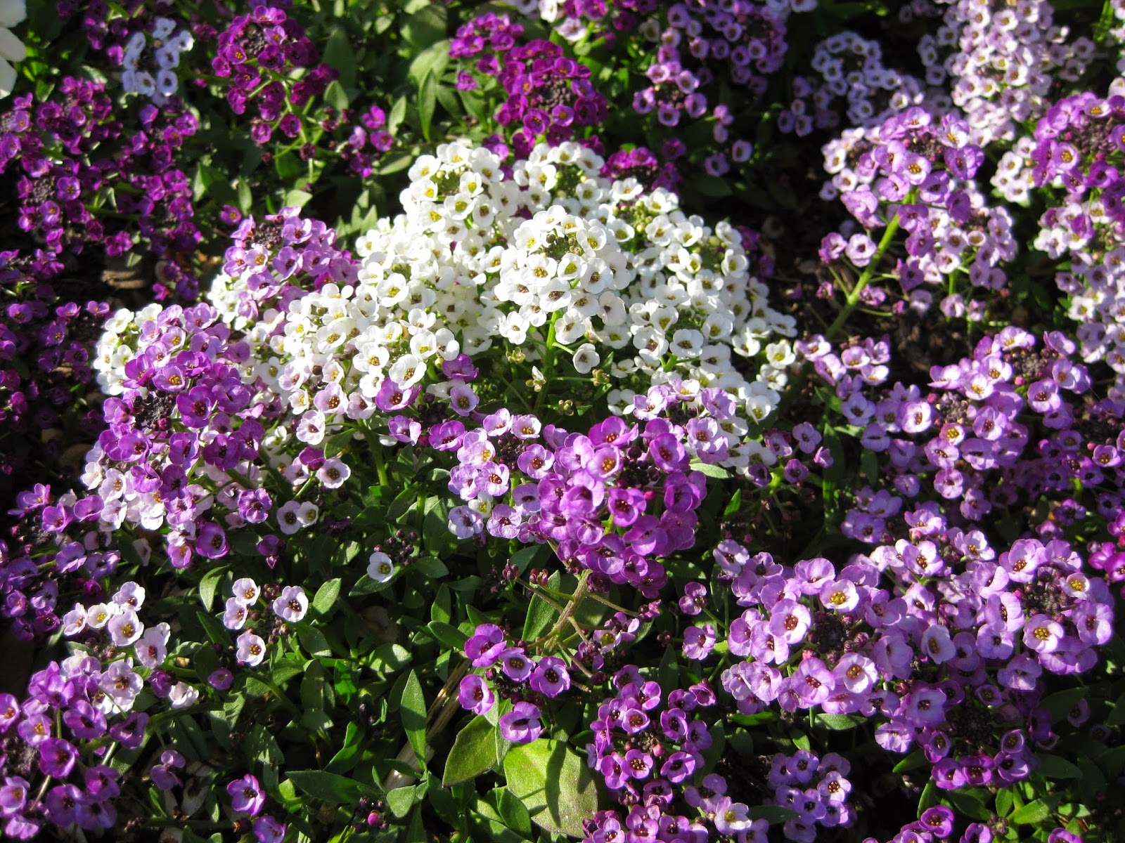 Rotary Botanical Gardens - Hort Blog: Sweet Alyssum (Lobularia maritima)