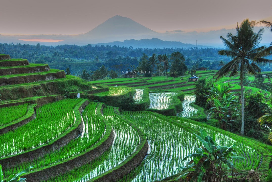 Bali Photography Tours: Sunrise at Ricefield