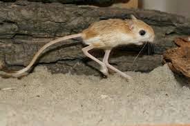 Pro slepičí kvoč - na Rovninách: Proč má tarbík velké uši?