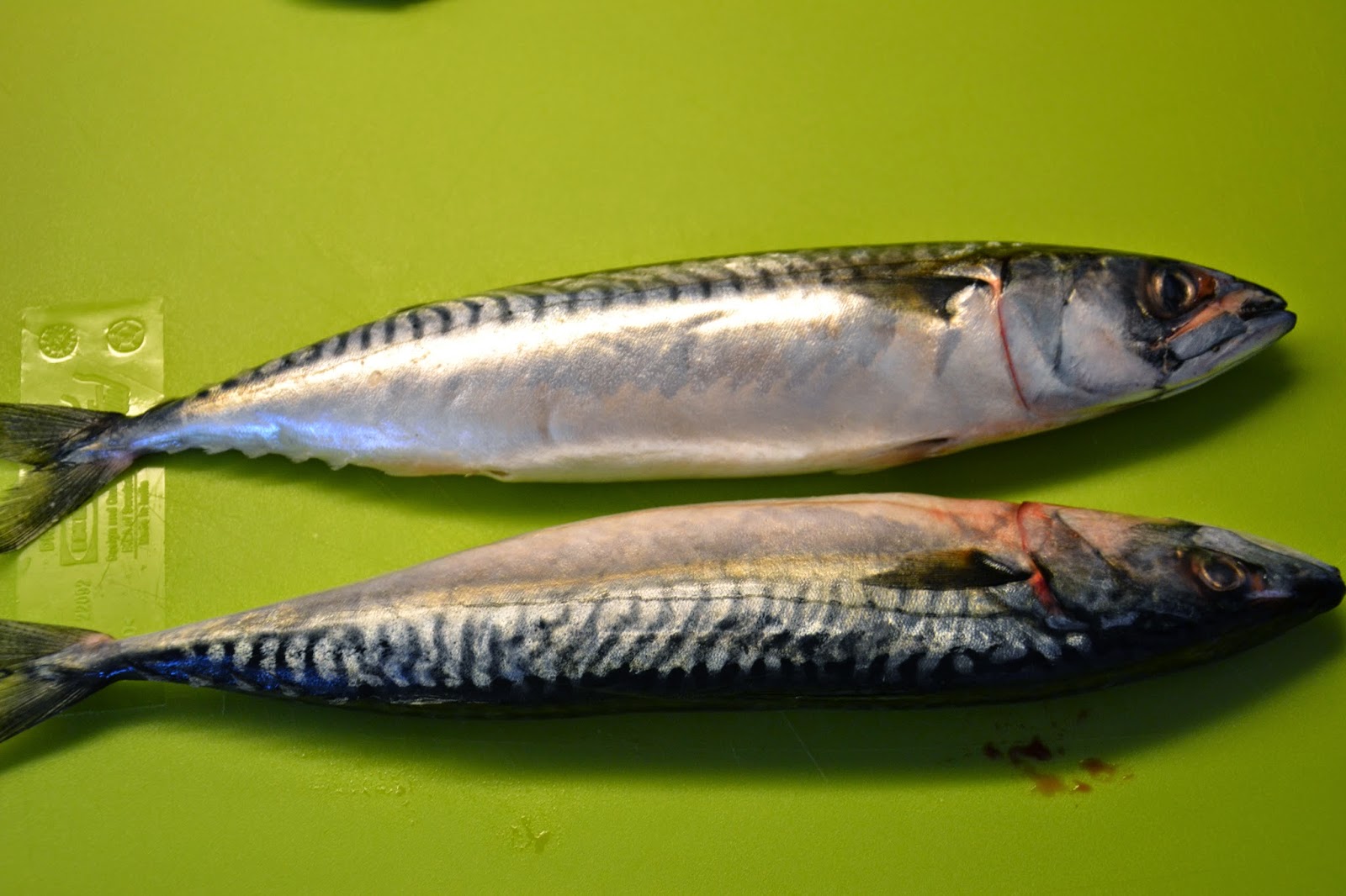 Oppdag Fisk!: Makrell/Mackerell/Scomber Scombrus (Saltvann)