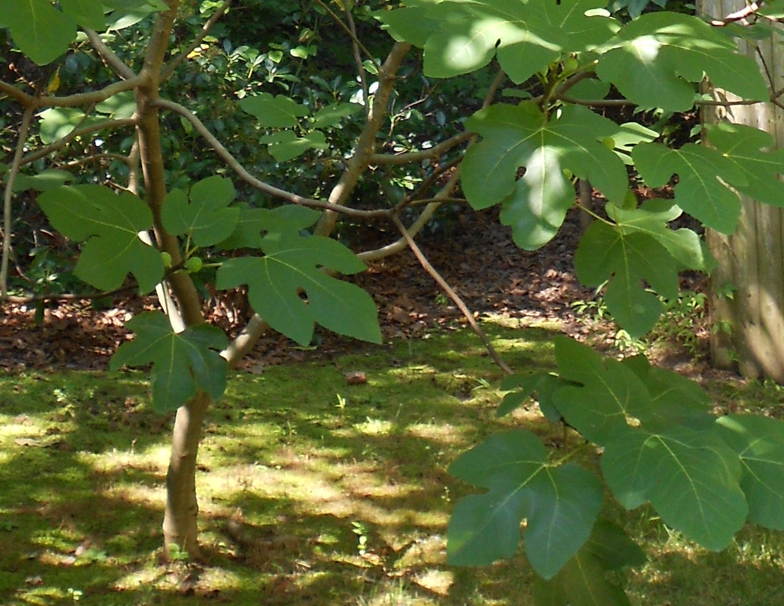 Still Waters--Notes from a Virginia Shire: The Fig Tree of Enlightenment