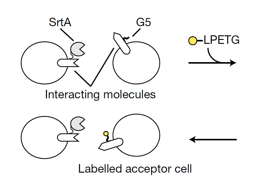 Receptor-ligand specific labeling of immune cell interactions ...