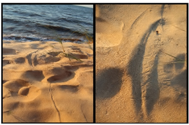 (Animal) Footprints in the Sand~!