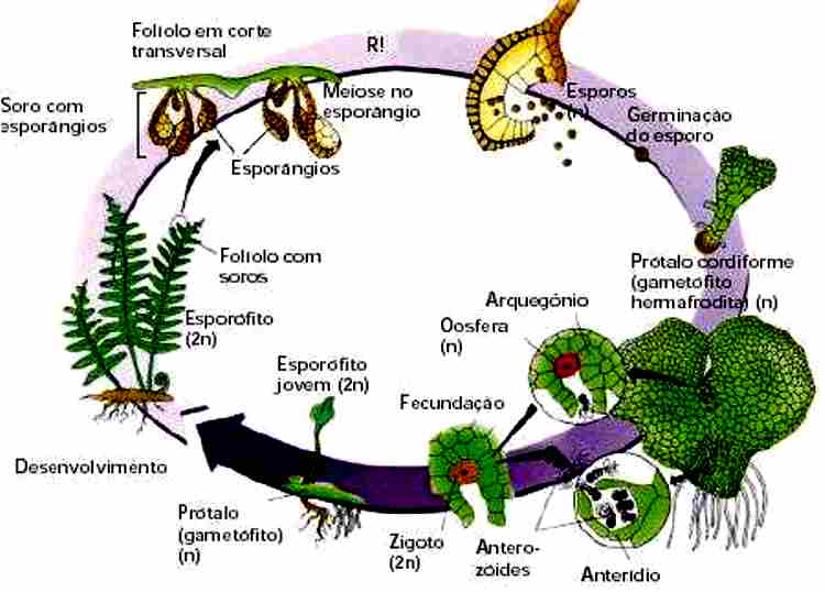 Biologia em Ação: Pteridófitas - Geral