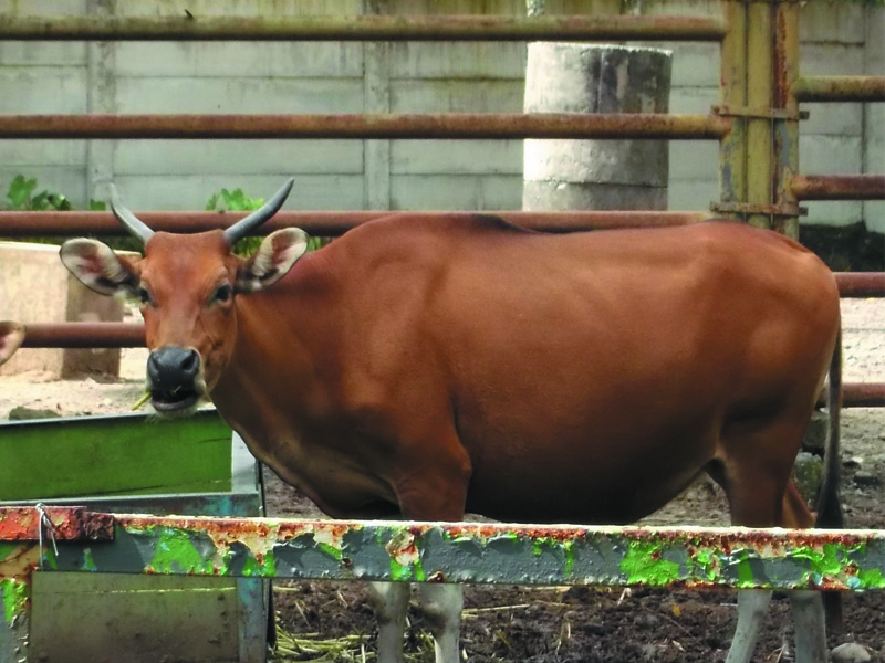 Informasi Tentang Banteng, Binatang yang konon suka menyeruduk | Fauna Gue