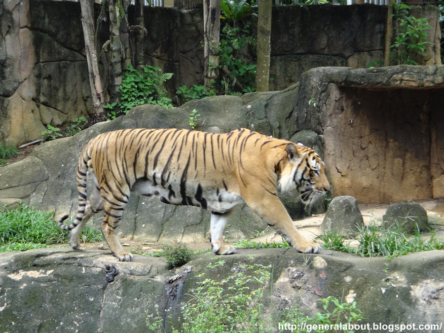 Malayan Tiger