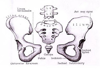 MIDWIFE EVII: UKURAN PANGGUL