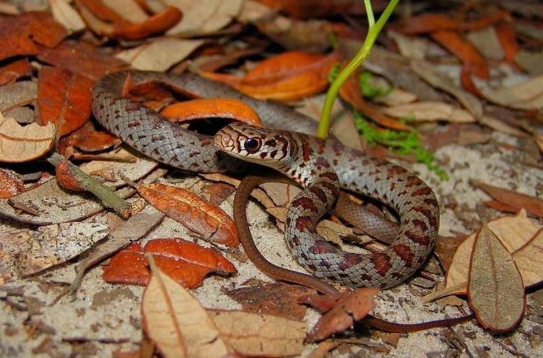 Raghu's column!: Snakes, Scorpions, Insects and Me.
