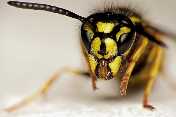 Da li ubod pcele moze da se izleci ubodom ose? | Novaklija.SRB
