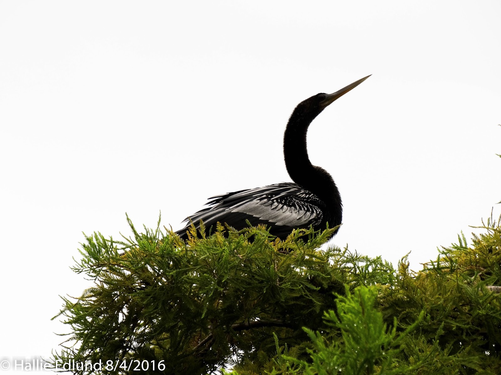 GENNY vs. HALLIE Big Year Challenge: Birds of Prey and the Boyd Hill ...