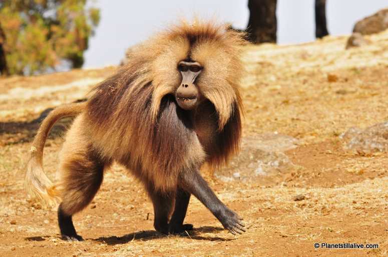 Babuíno-Gelada (Theropithecus gelada)
