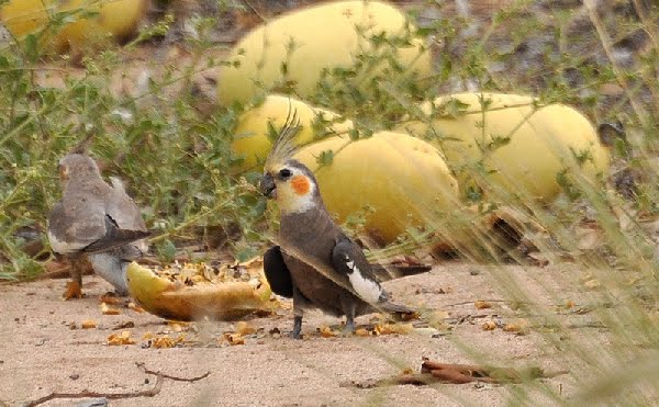 Back of Beyond The NT: Journey South / West MacDonnell Ranges / Part I