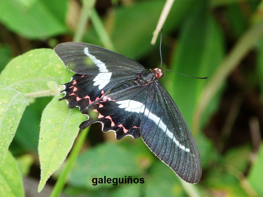 ELANIO AZUL: Agavo (Parides agavus)