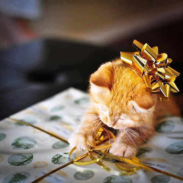 More Christmas animal pictures | Cute and fun Christmas animals