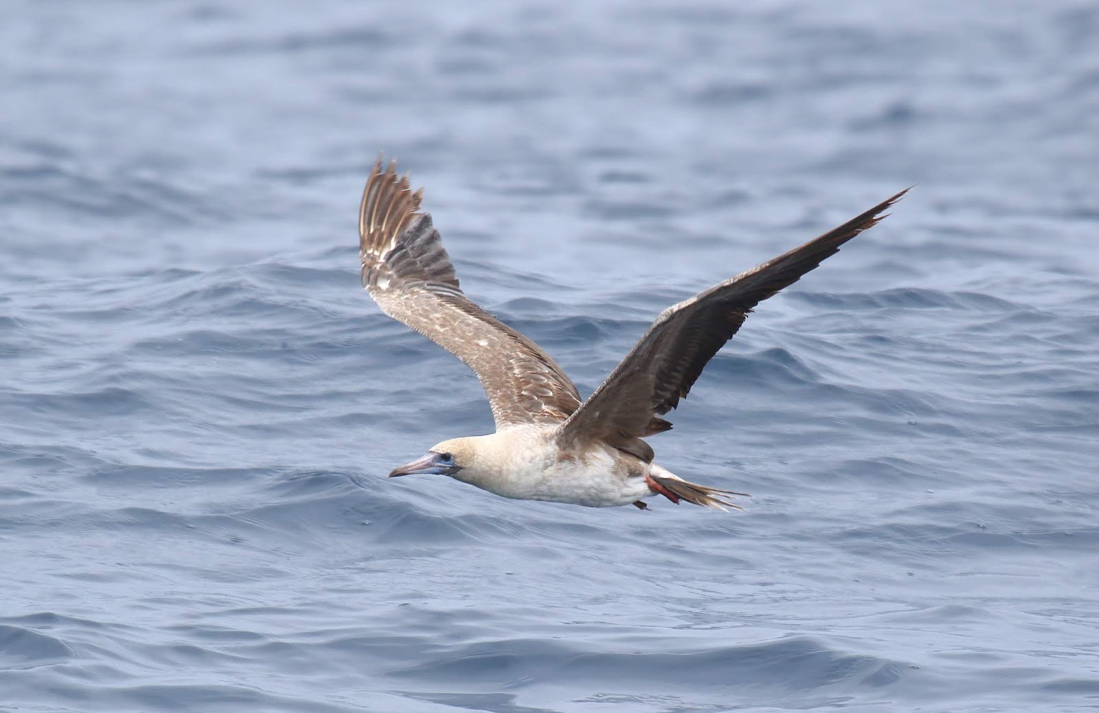 Red-footed Booby at sea - Greg in San Diego