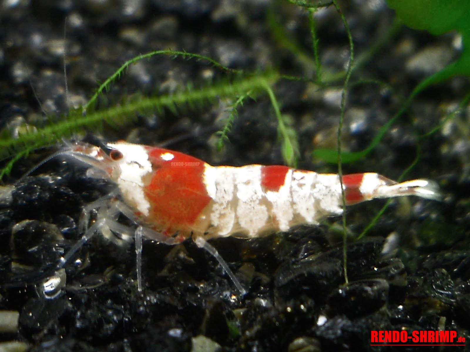 RENDO-SHRIMP Nano-Aquaristik: Red Bee/Black Bee