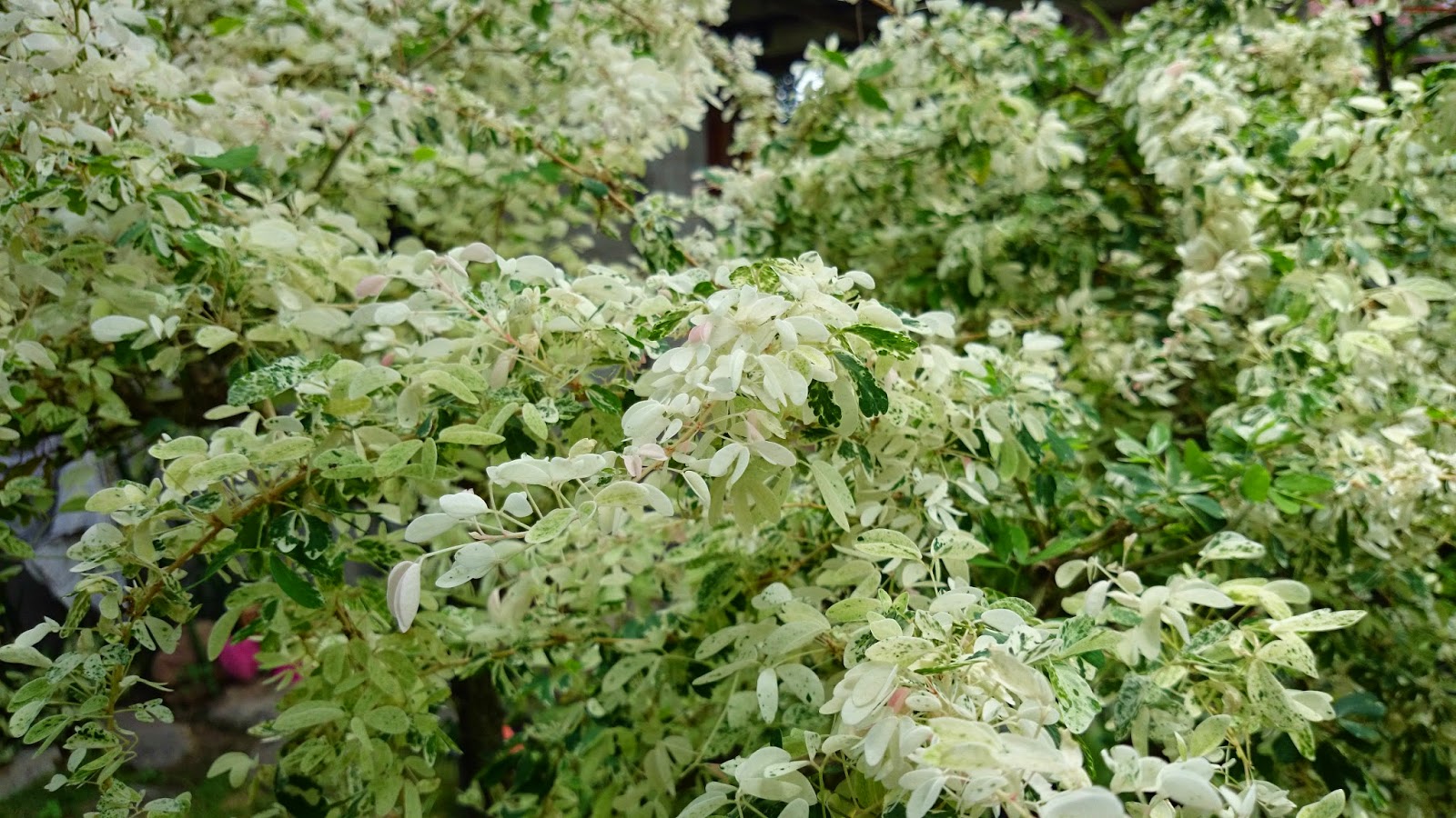 my not so secret garden . . .: Pithecellobium dulce "variegated ...