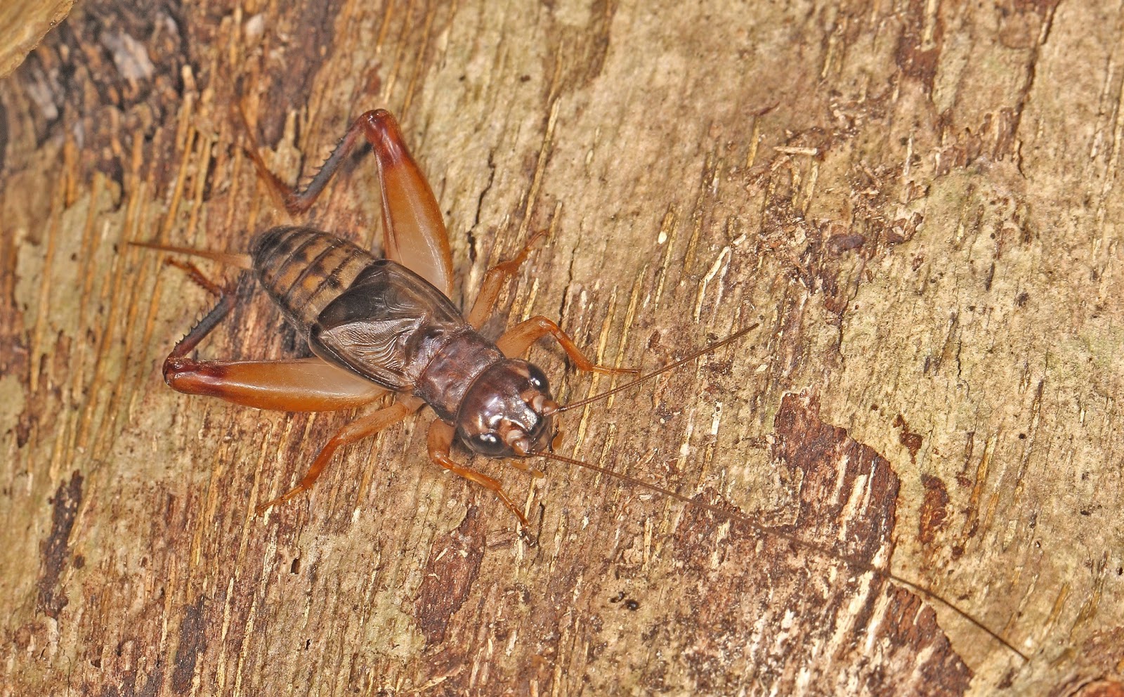 BunyipCo: April 2018