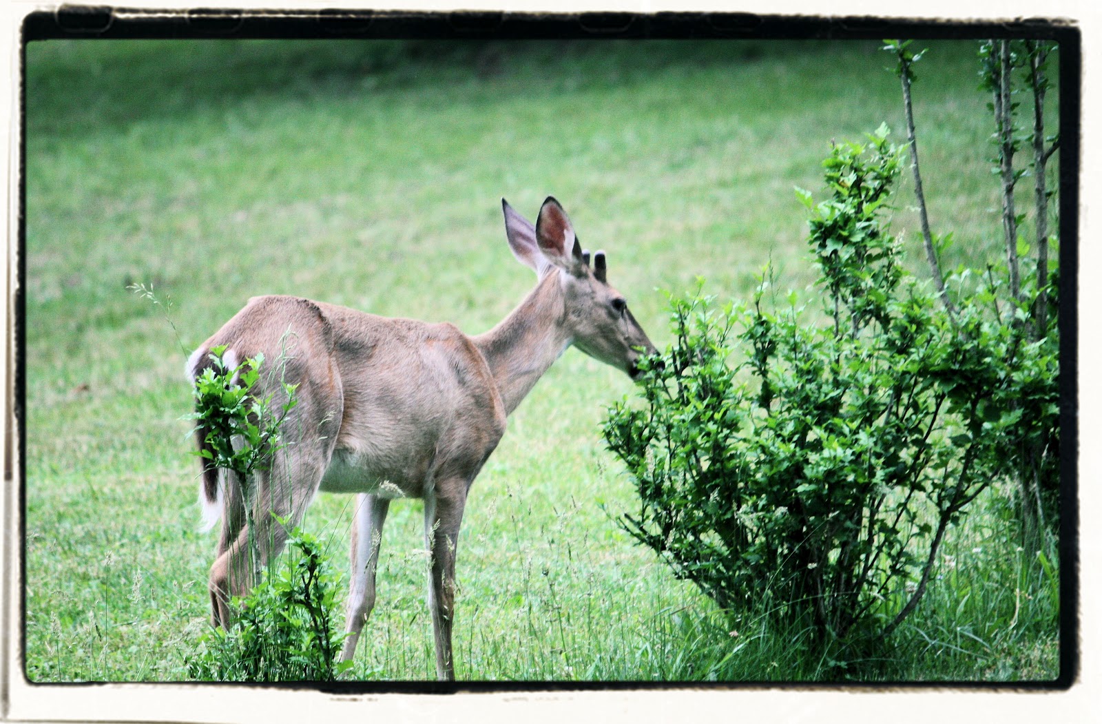 Round The Bend: Rural Thursday: Wildlife In The Country