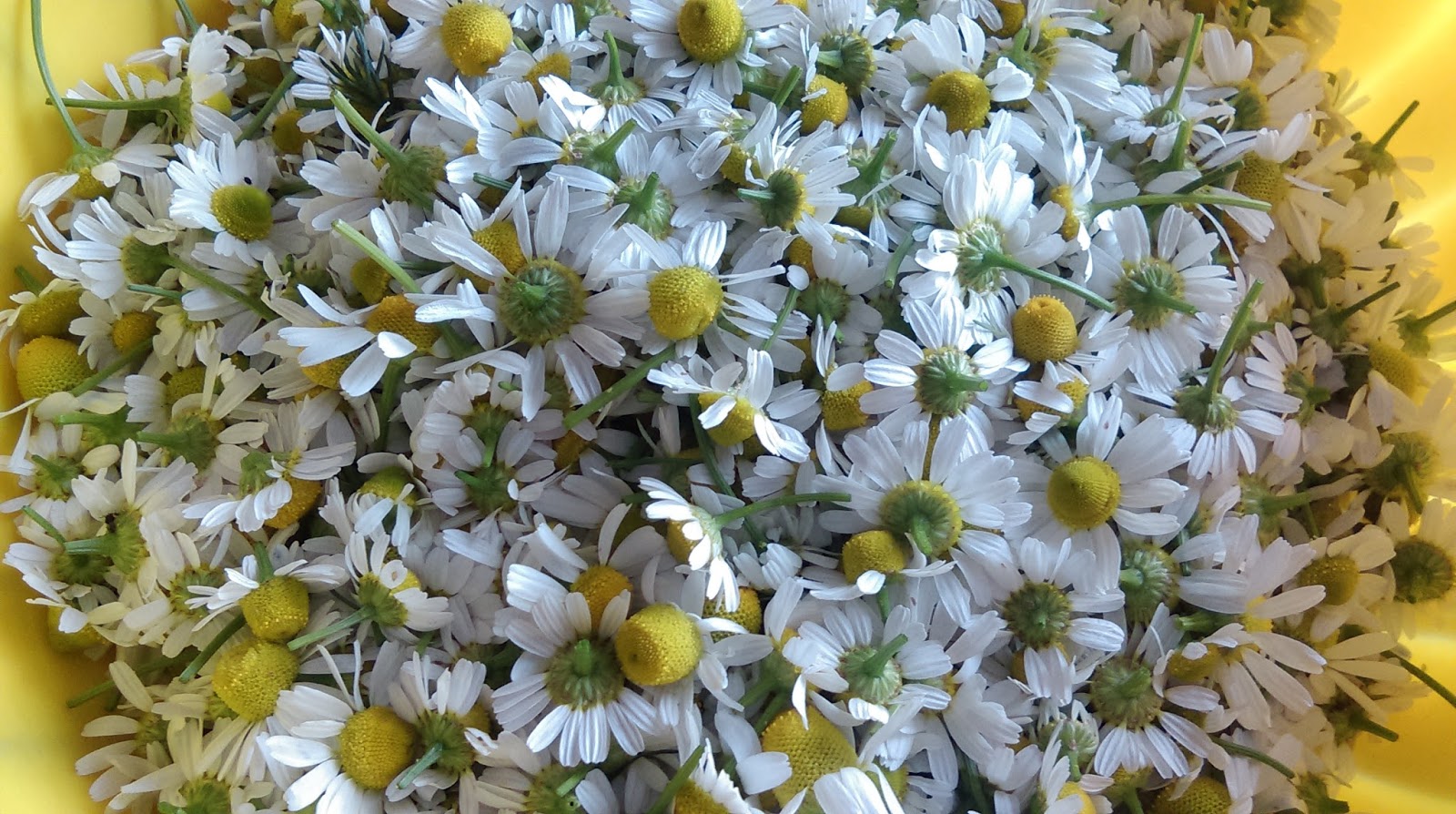 Naturalicious : Kamilica