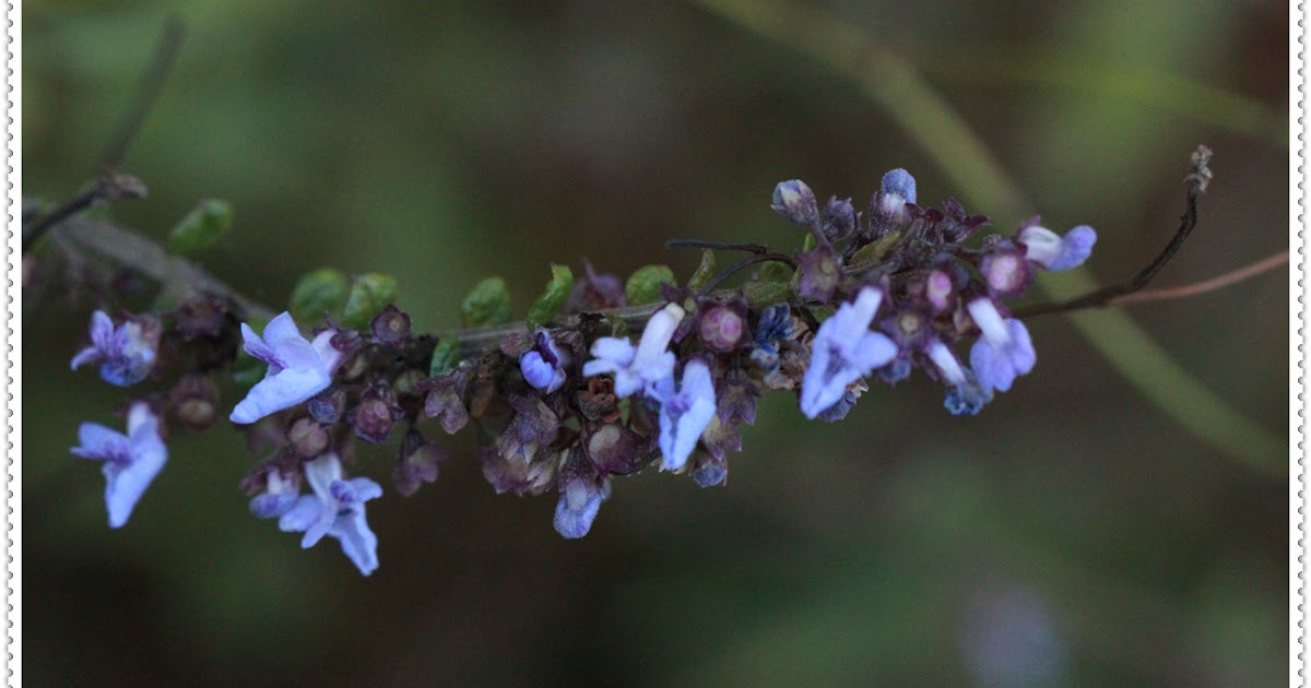 The Scriptures: Mark-06-08