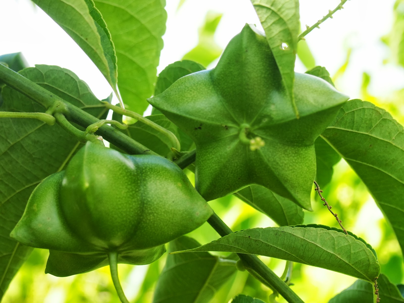 ChaCha Herb : ชะชาเฮิร์บ: ถั่วดาวอินคา