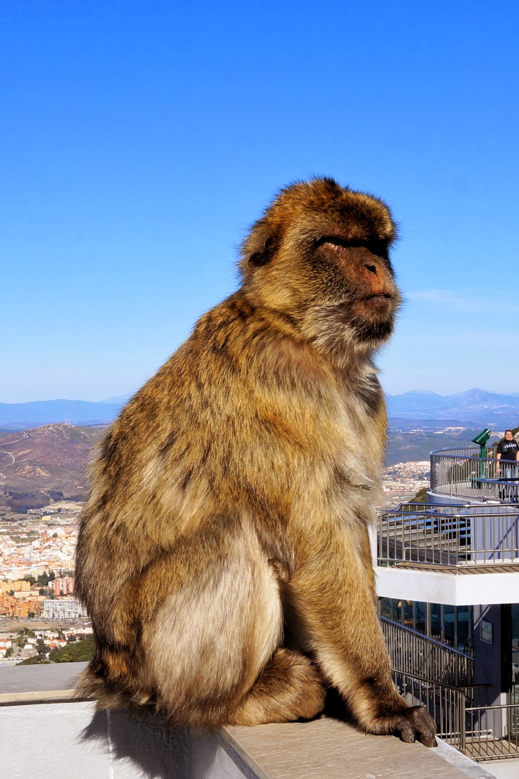Amphibear: Sightseeng Gibraltar