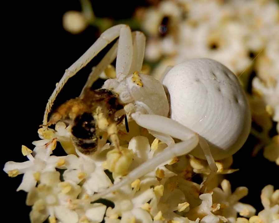 blackoaknaturalist: Hypermetamorphosis