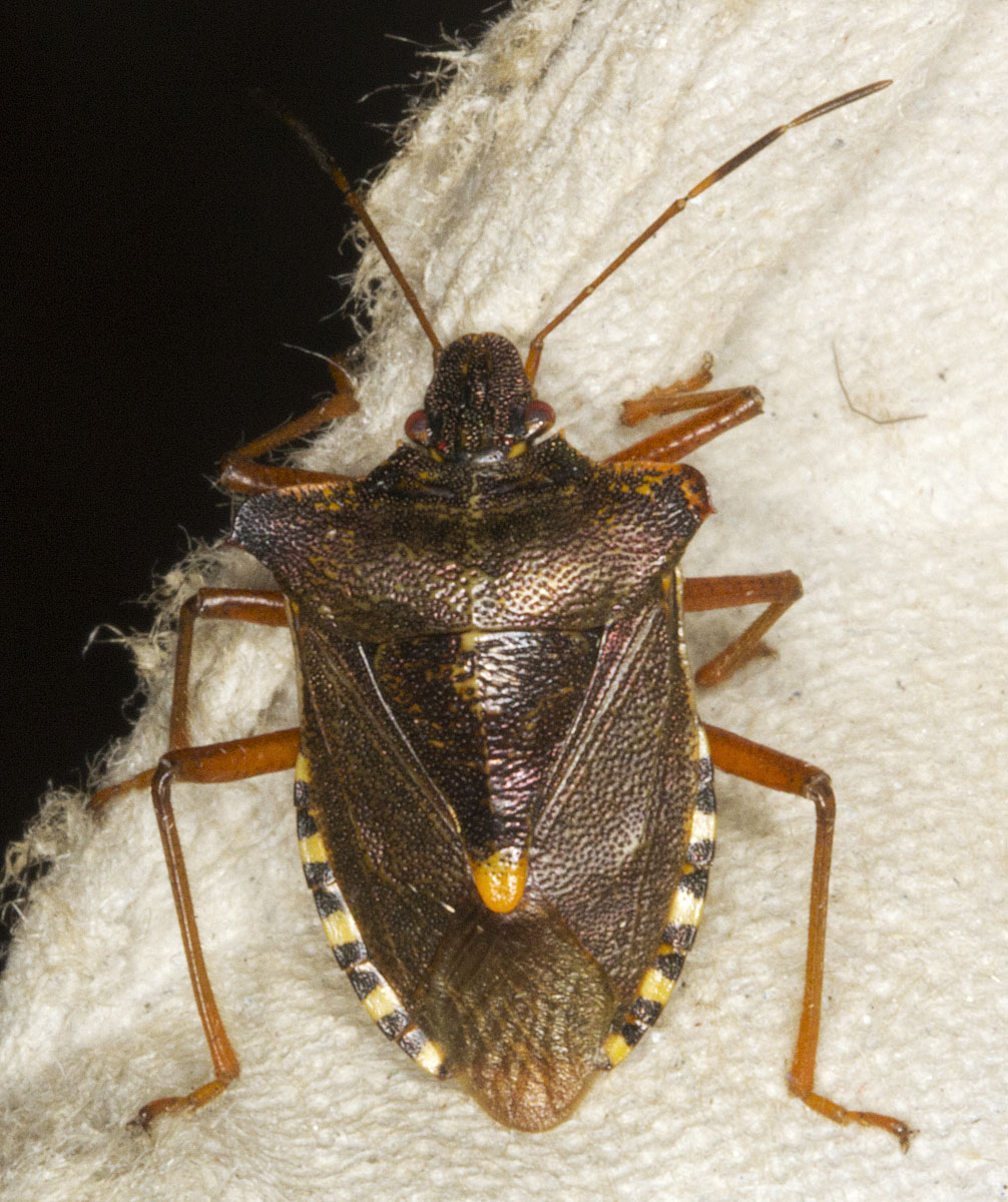Forest Bug and Gorse Shield Bug | Naturally