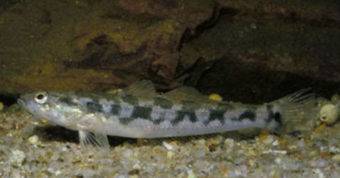 Artes de Pesca: ACTINOPTERYGII.