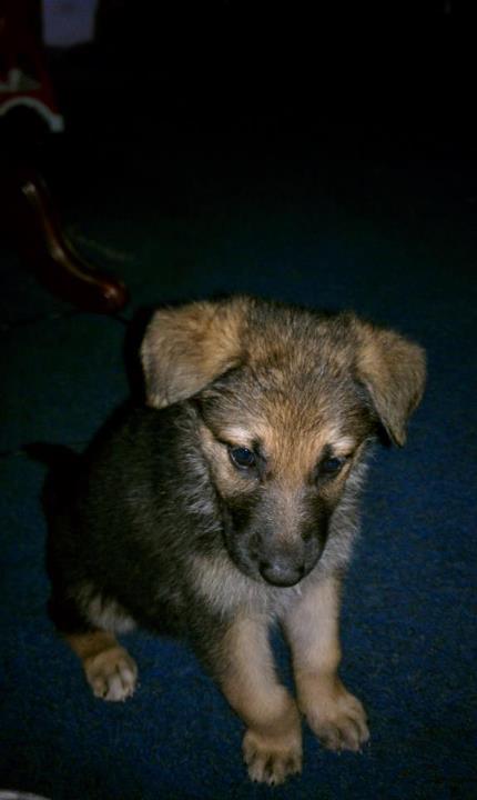 German Shepherd Puppies: FULL BLOODED GERMAN SHEPHERD PUPPIES FOR SALE