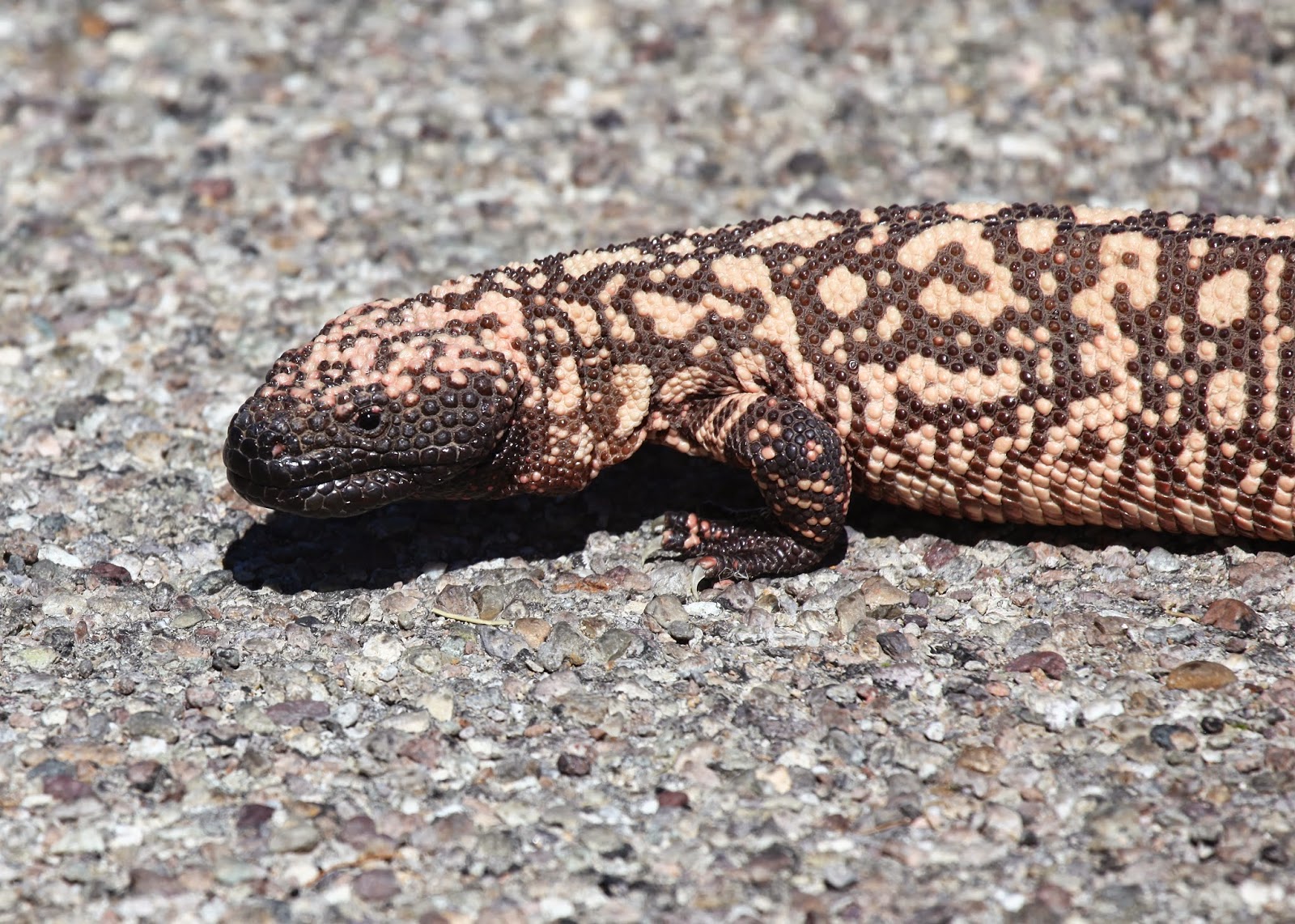 Gila Monster