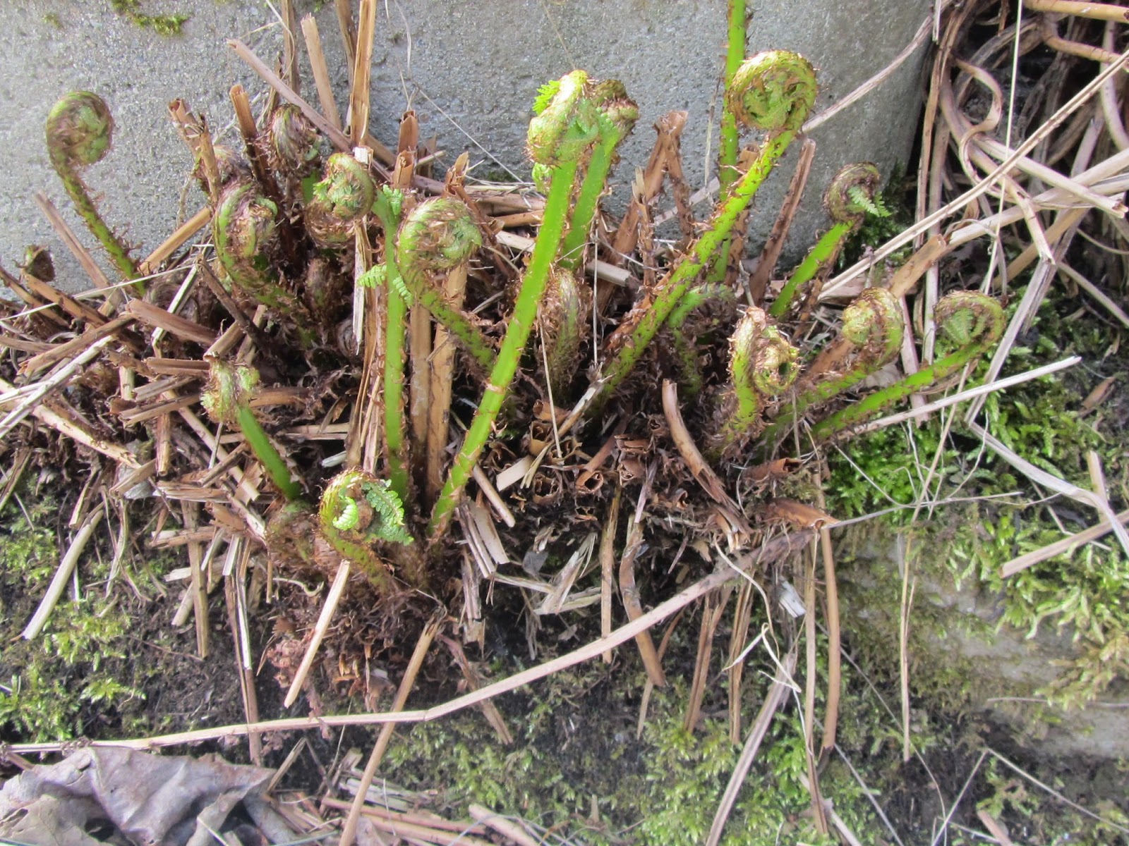 Cosa Sono le Felci? Che Caratteristiche Hanno? | Il Gusto Della Natura
