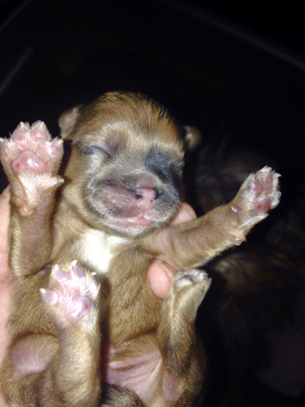 The Original Merle Shih Poo