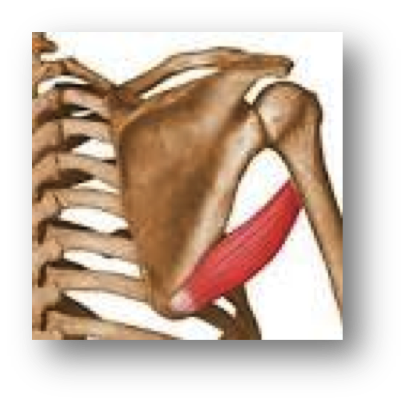 Fisioterapia: ¿CÓMO ESTIRAR EL REDONDO MAYOR?