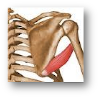 Fisioterapia: ¿CÓMO ESTIRAR EL REDONDO MAYOR?