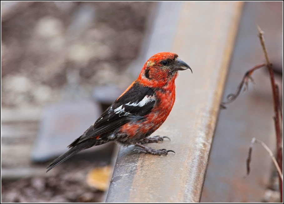 Explorations of an Ecologist: The rest of Moosonee