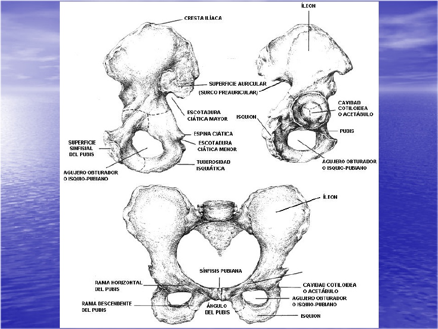 Nuestro esqueleto: Tronco: Pelvis