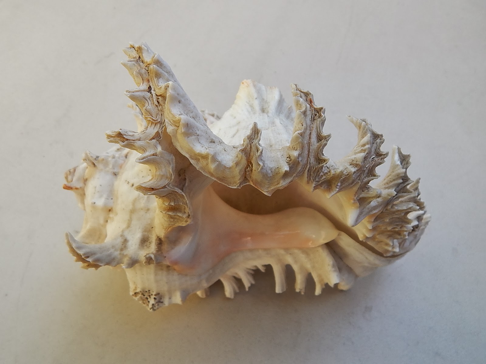 conchas y caracoles: Chicoreus ramosus