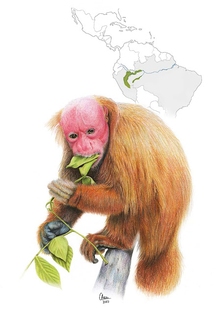 Mono Huapo Colorado - Claudia Cárceles Román