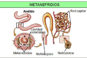 Los bichos de Bitxito: Osmorregulación y excreción. Metabolismo del ...