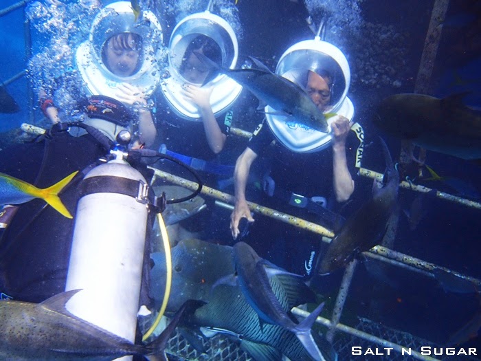 Salt and Sugar: Cairns – Reef Magic Moore Reef Pontoon – 唯一的5 Hours on ...