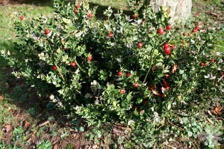 Plantas,flores y vida: Quina, Rábano negro, Rusco,Romero...