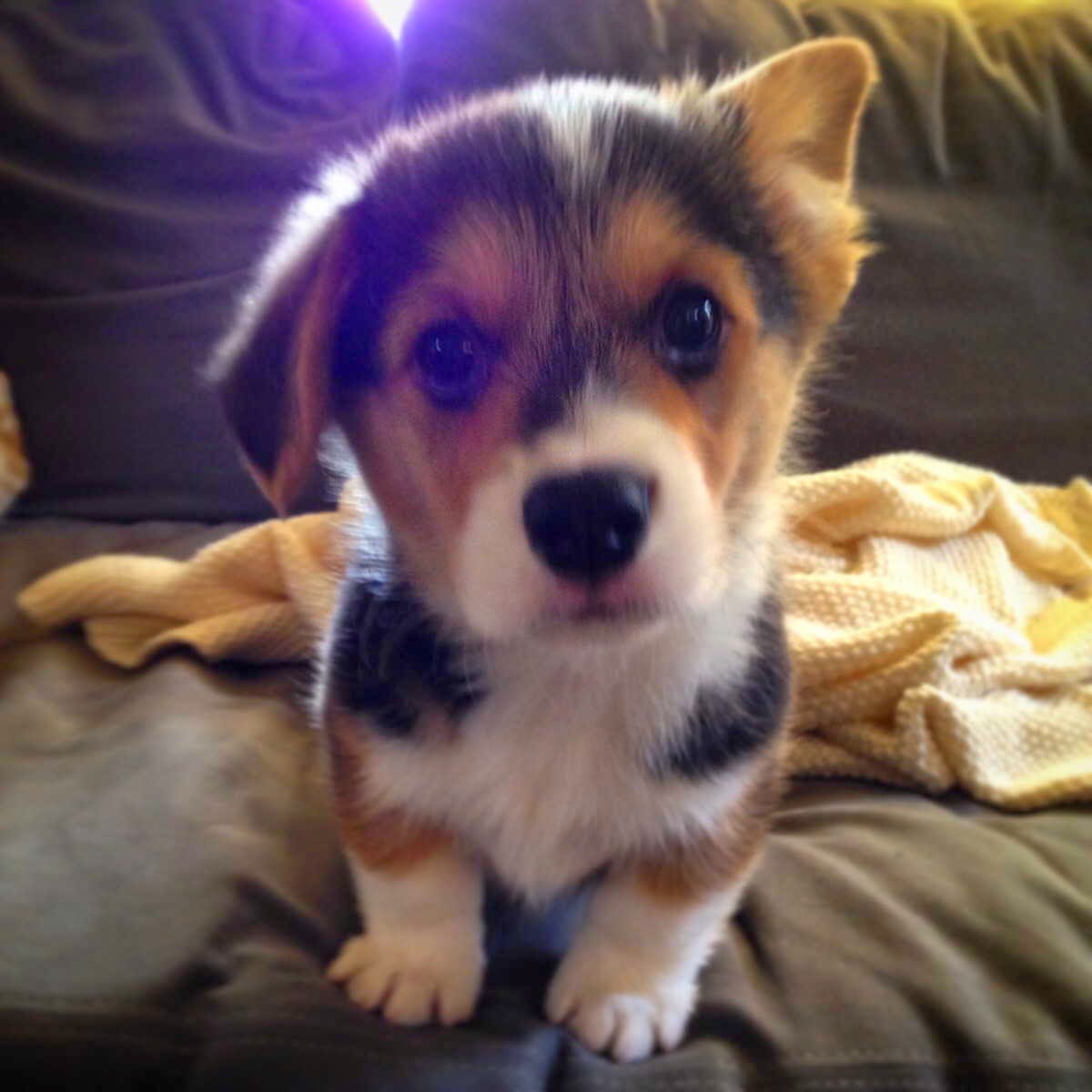 Cute dogs - part 67 (50 pics) | Amazing Creatures