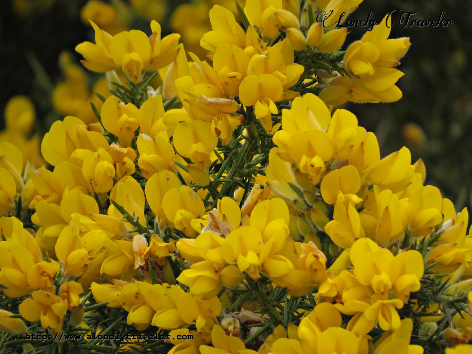 Common gorse - Ulex europaeus