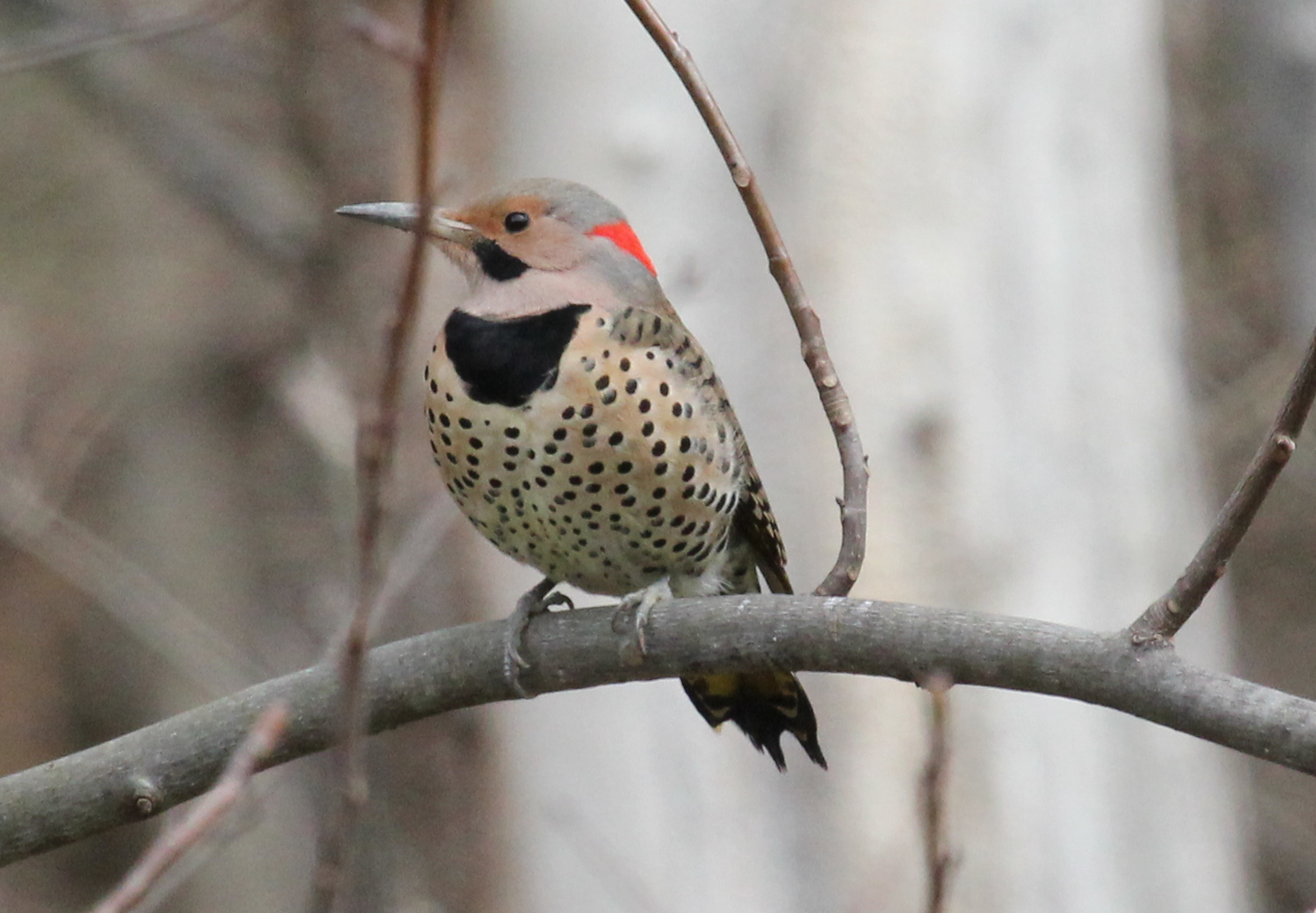 One Bird A Day: Day 67: Northern Flicker