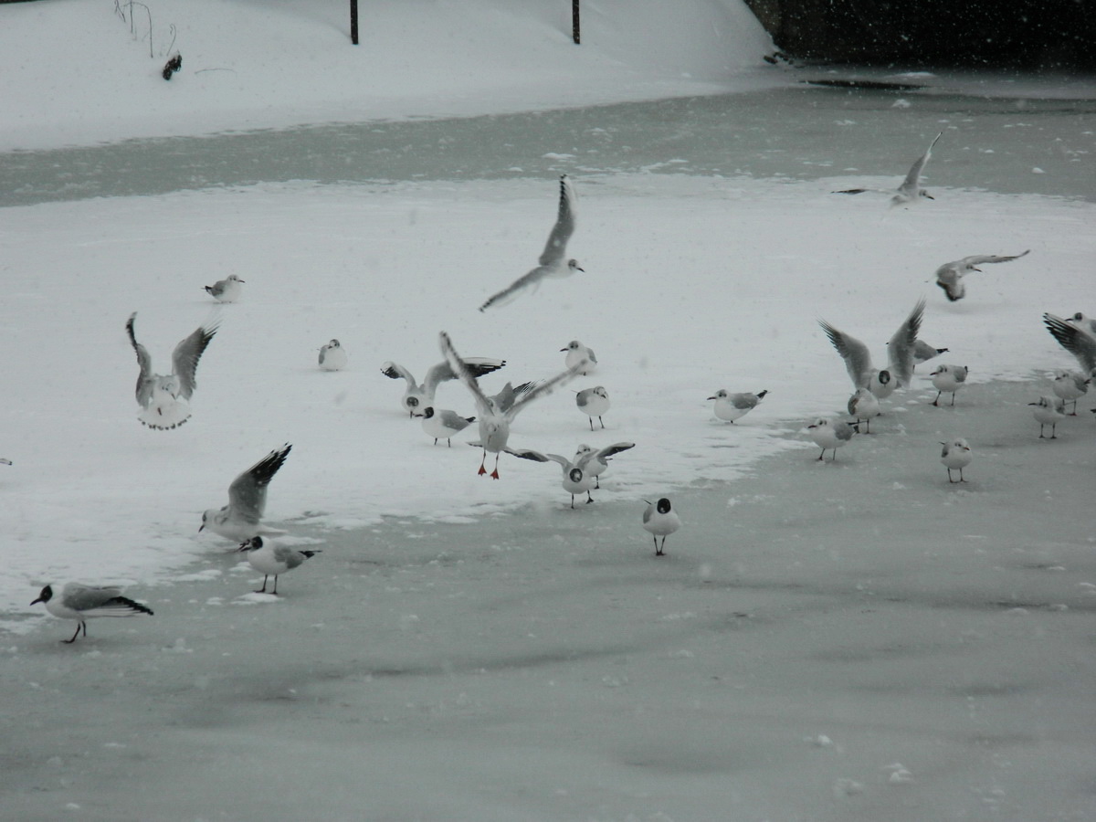 LA MULTI ANI, ROMANIA!: Pasari la raul inghetat